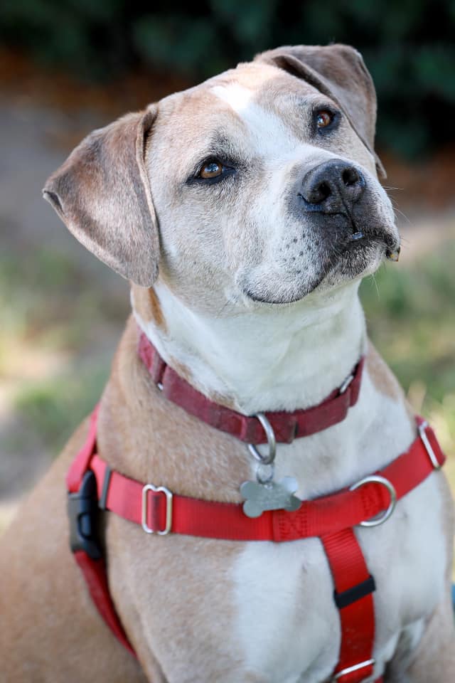 Government Relations Communications Construction Advocacy